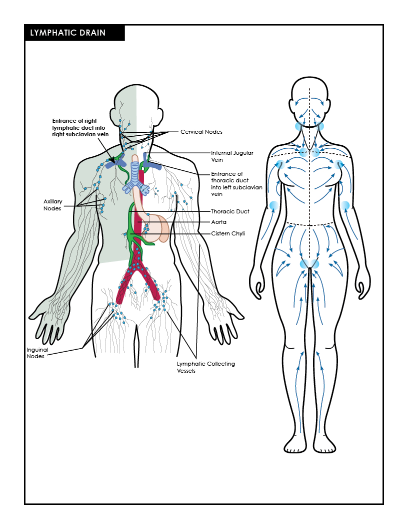 Lymphatic Drain - Thorp Institute